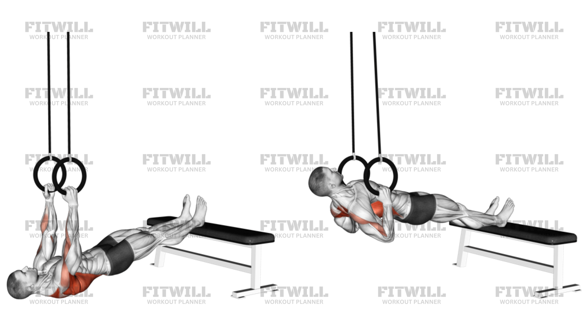 Ring Elevated Row: Exercise Guide, Techniques, Benefits, How to ...