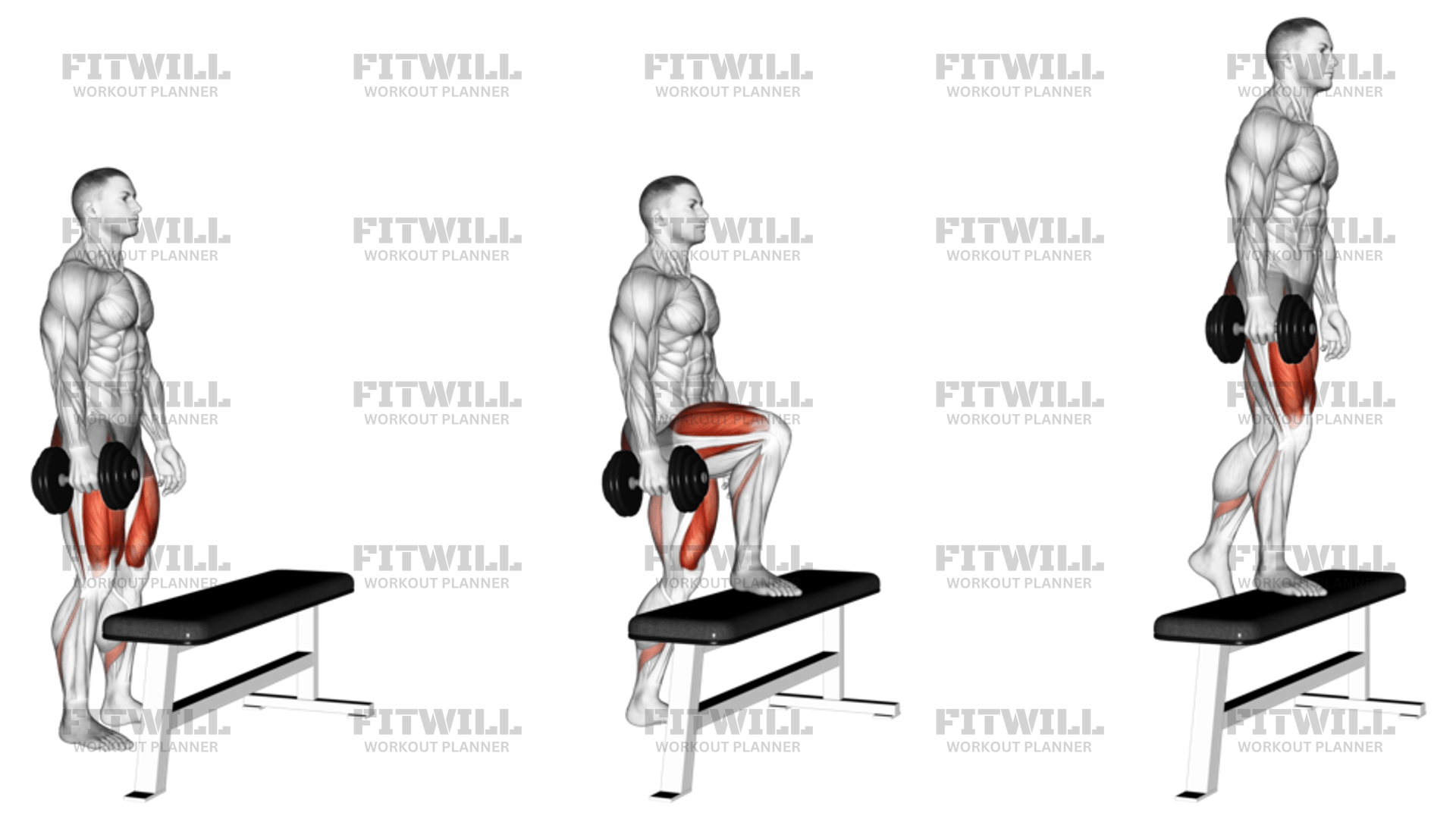 Dumbbell Single Leg Step-up On Bench: Exercise Guide, Techniques, Benefits, How to, Muscles ...