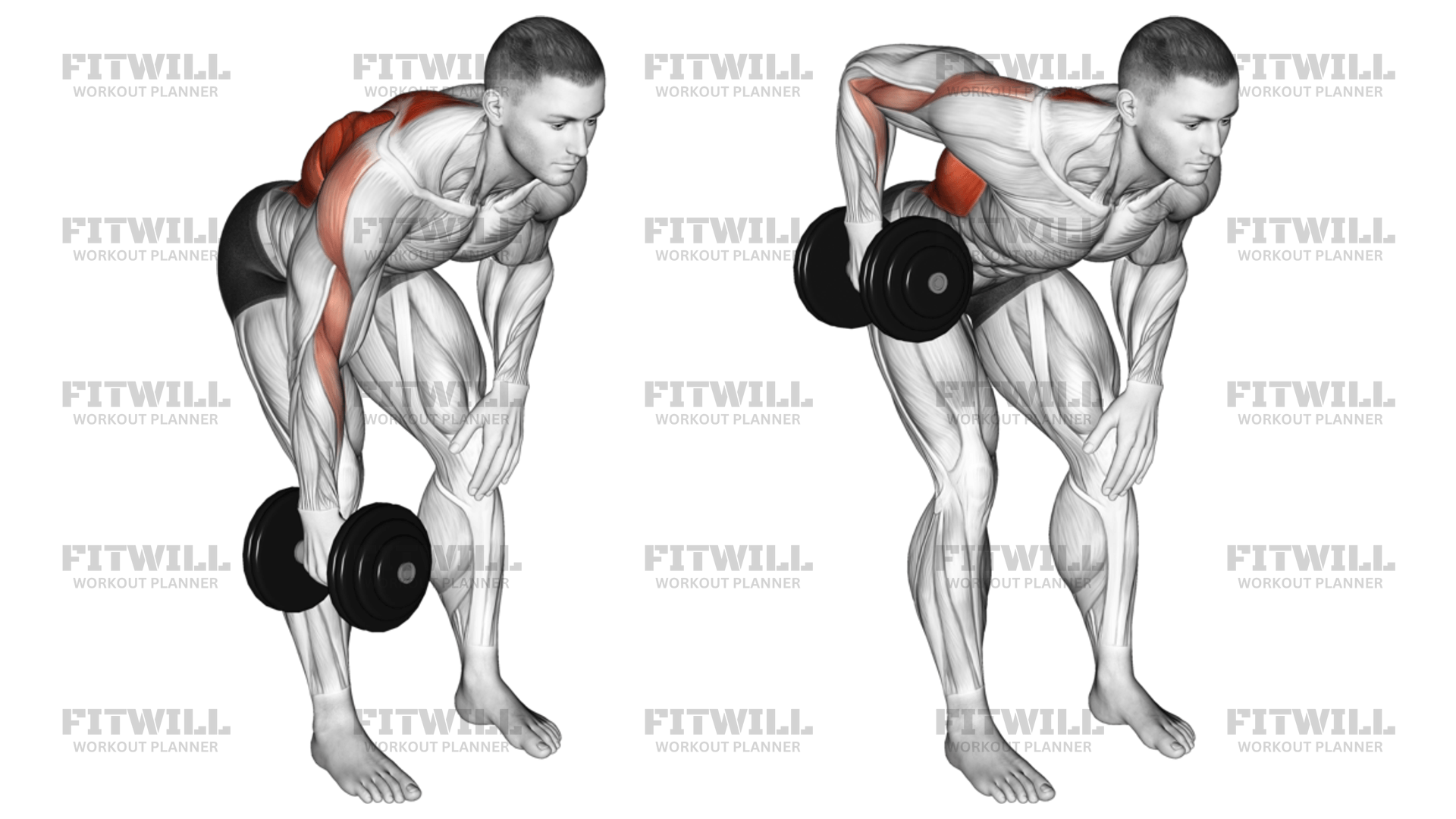 Remo Con Mancuerna A Un Brazo Inclinado: Guía de Ejercicios, Video, Técnicas, Beneficios, Cómo ...