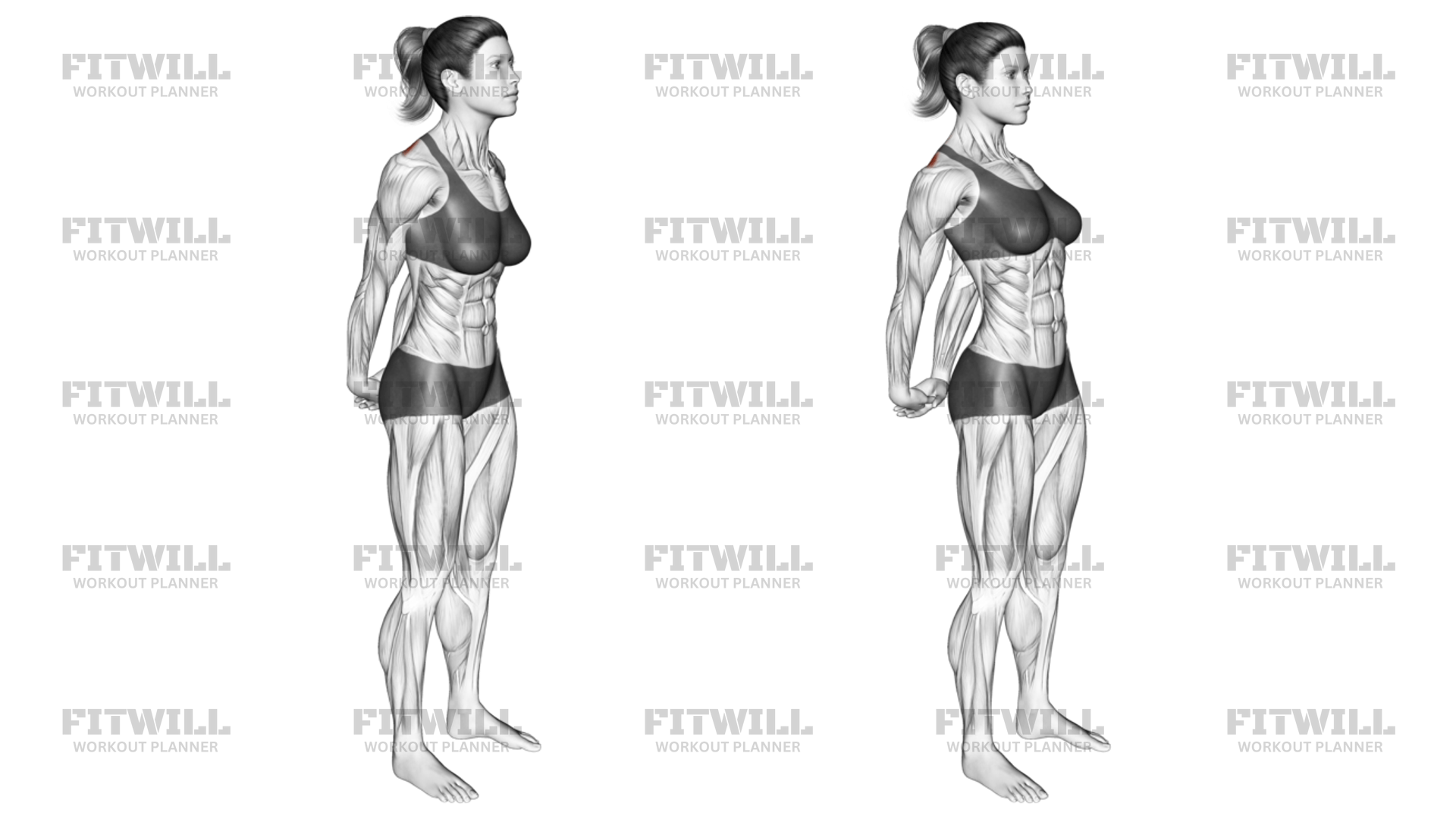 Bodyweight Standing Back Stretch: Exercise Guide, Video, Techniques ...