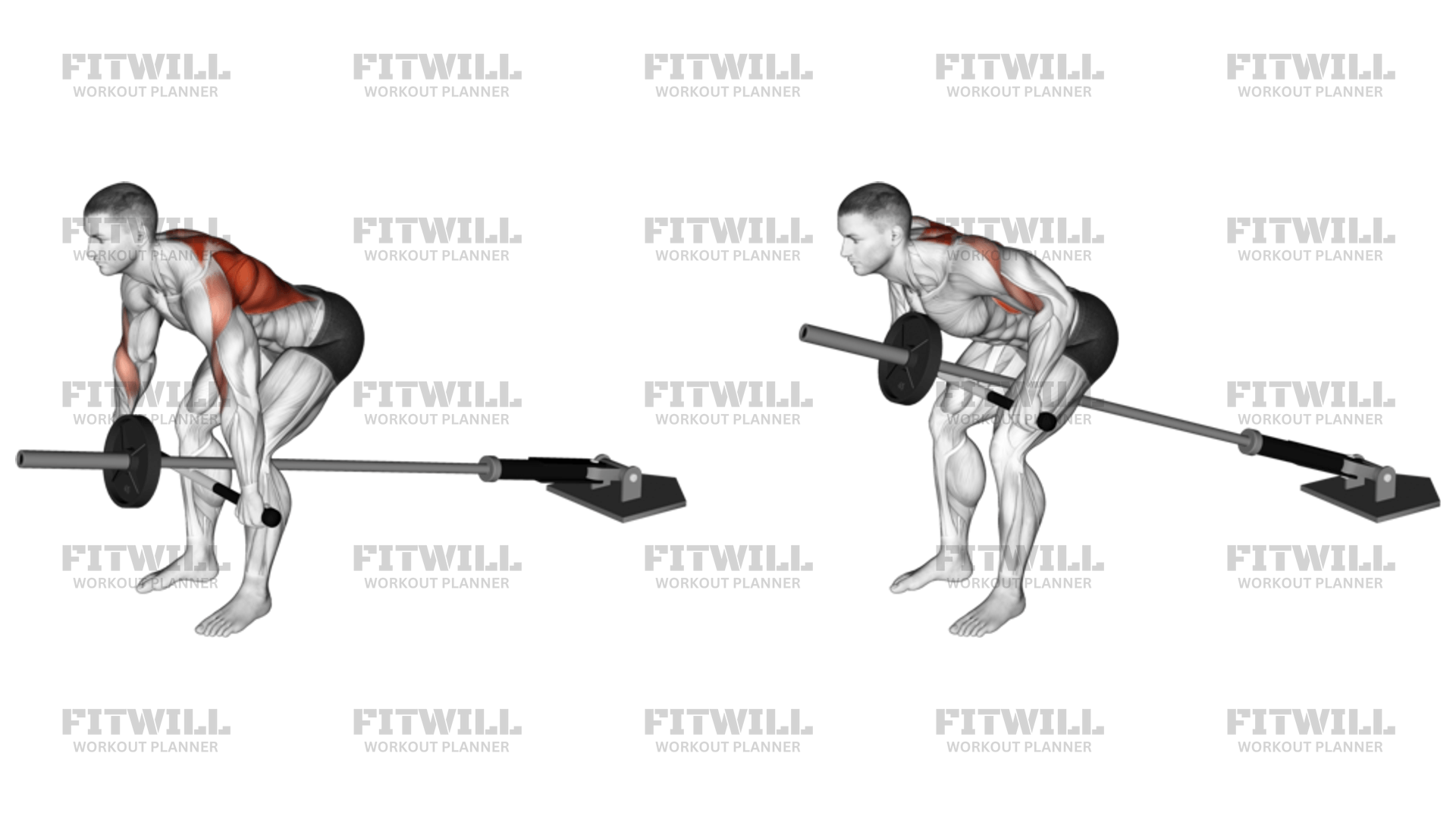 Lever Bent Over Wide Row (plate Loaded): Exercise Guide, Techniques ...