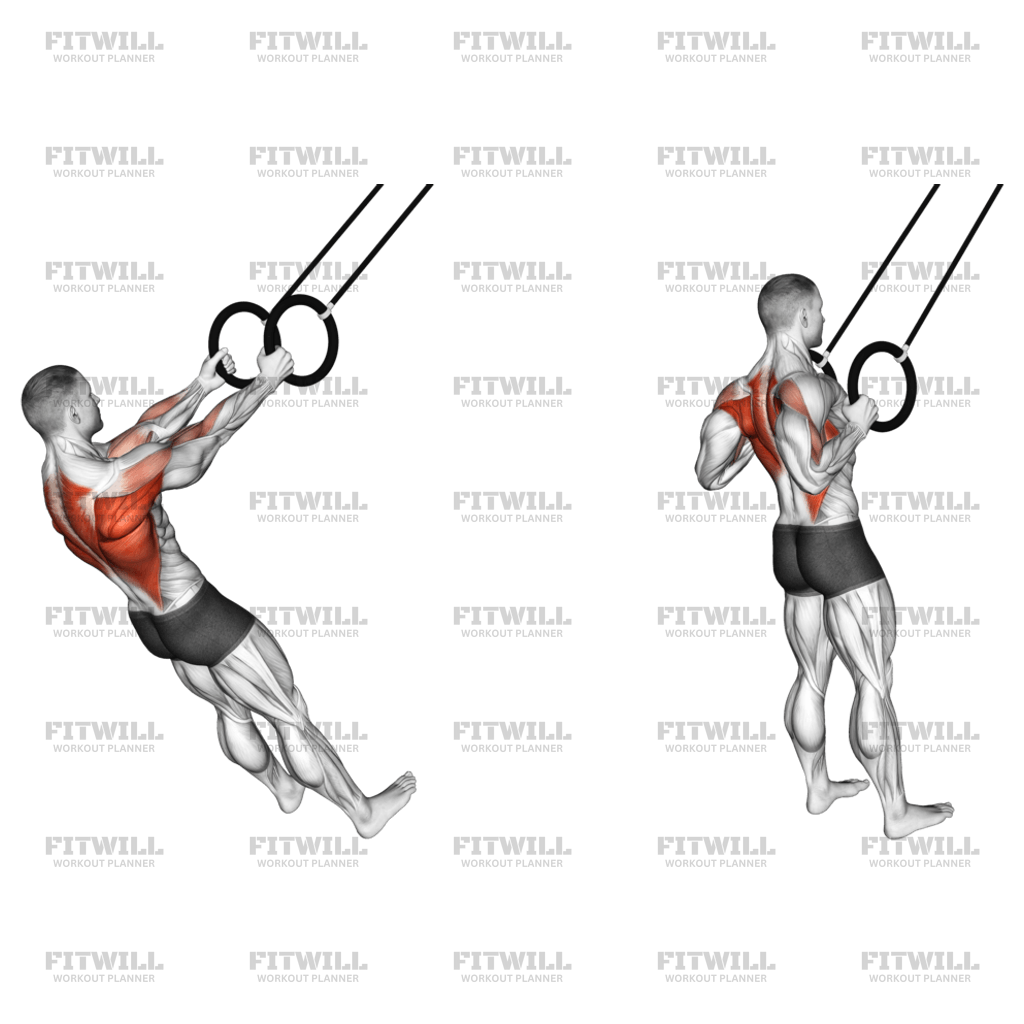 Ring High Row: Exercise Guide, Video, Techniques, Benefits, How to ...