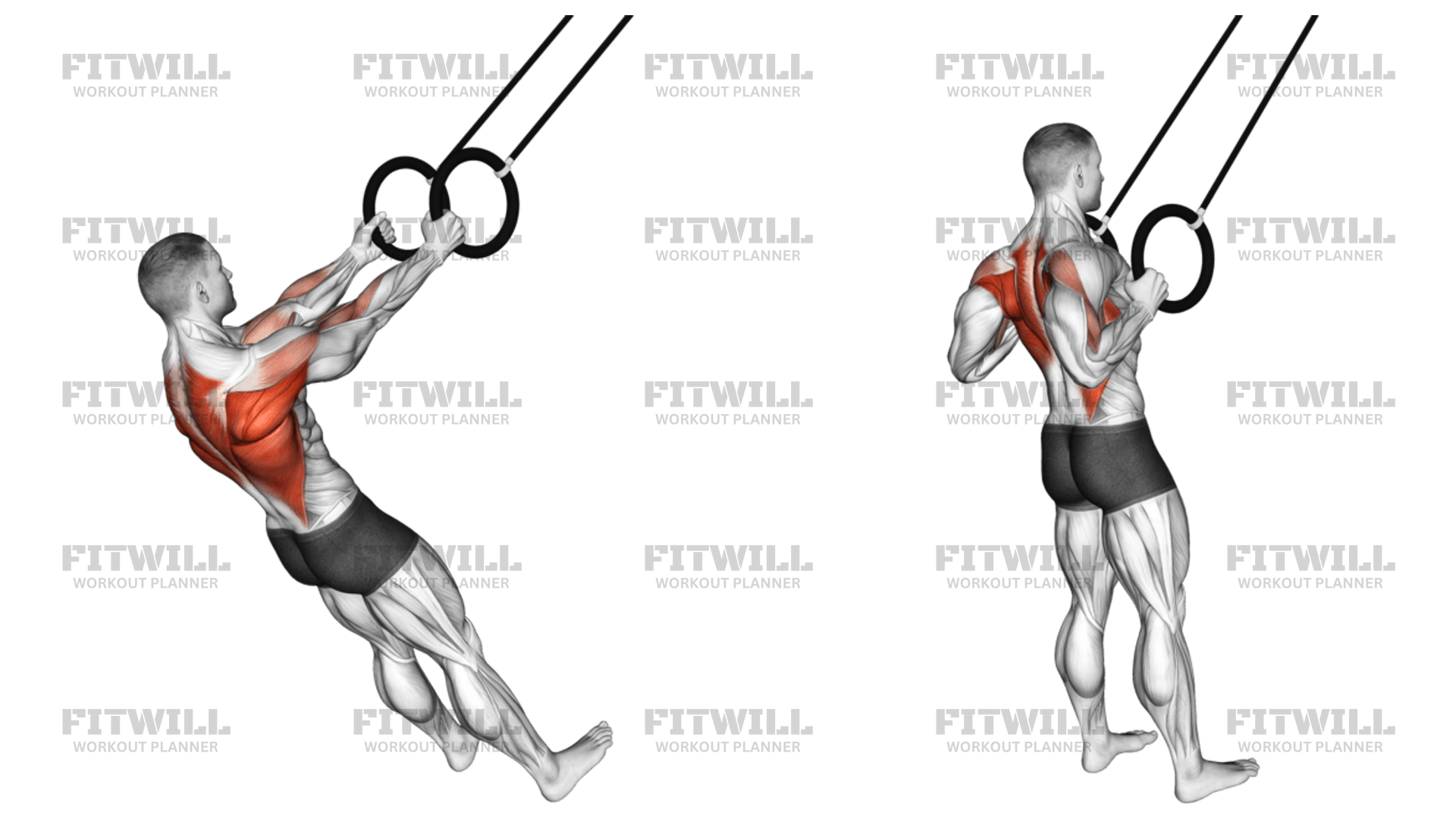 Ring High Row: Exercise Guide, Video, Techniques, Benefits, How to ...