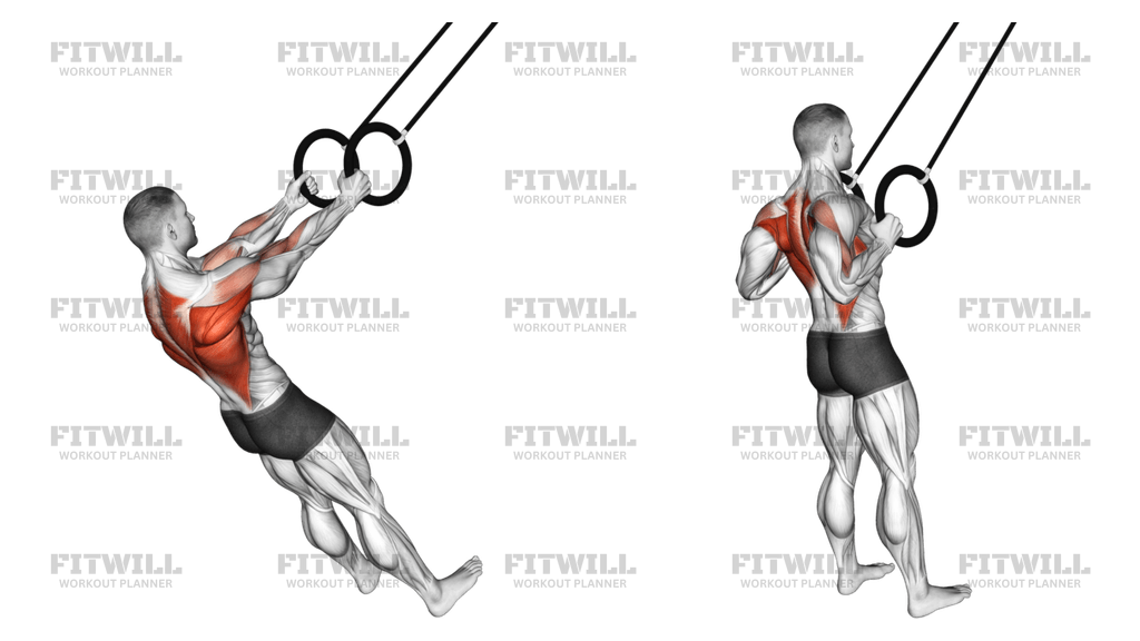 Ring High Row: Exercise Guide, Video, Techniques, Benefits, How to ...