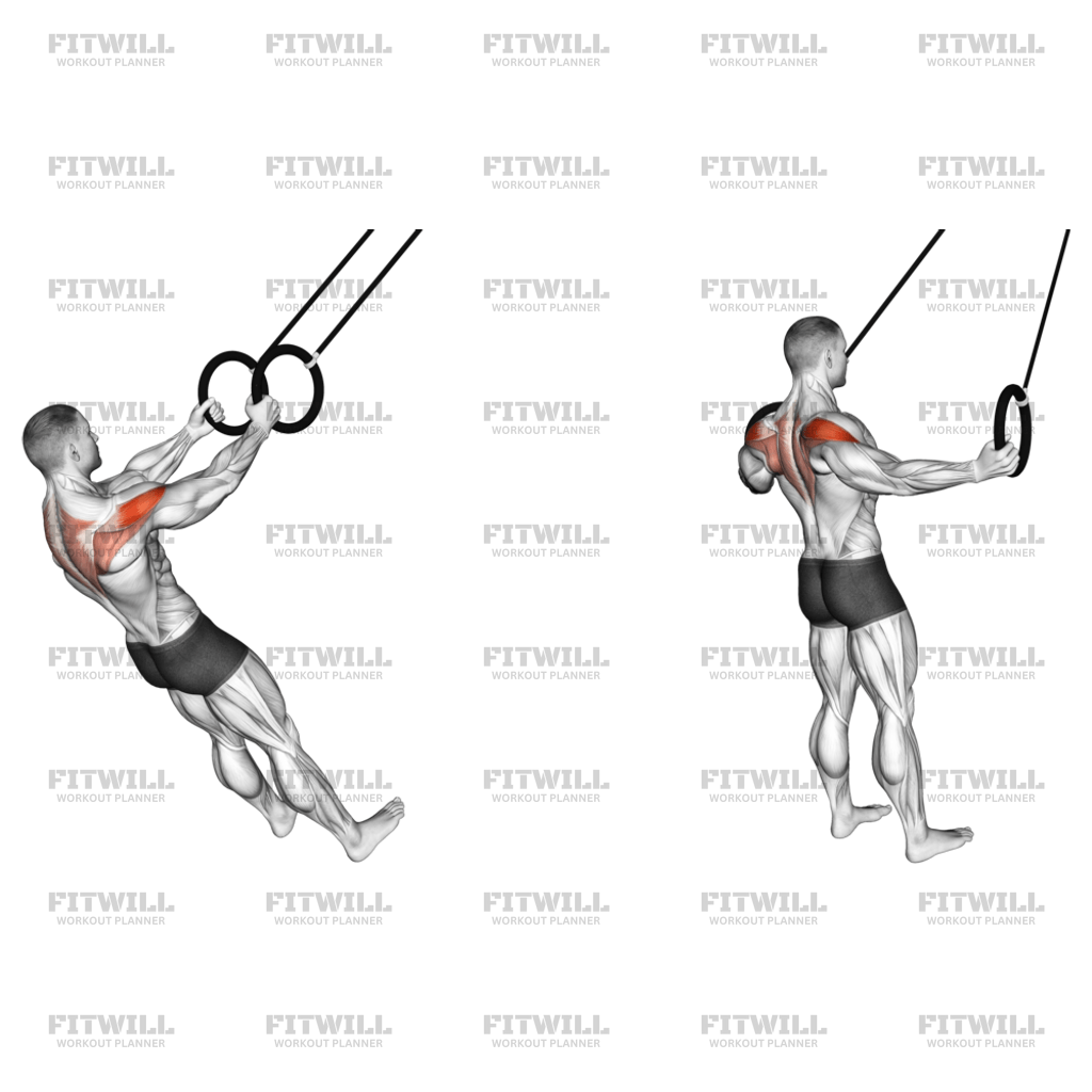 Ring Reverse Fly: Exercise Guide, Video, Techniques, Benefits, How to ...