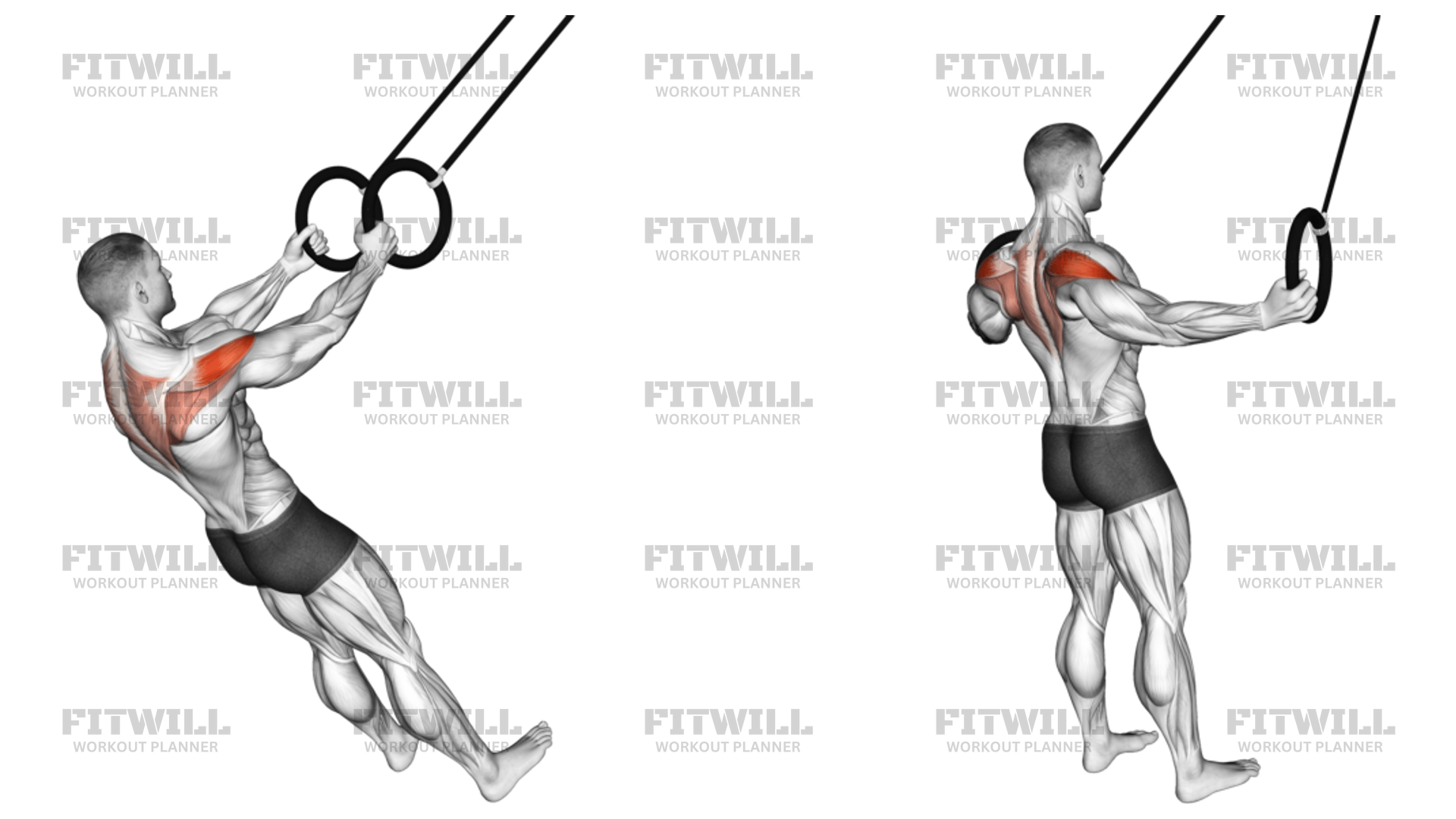 Ring Reverse Fly: Exercise Guide, Video, Techniques, Benefits, How to ...