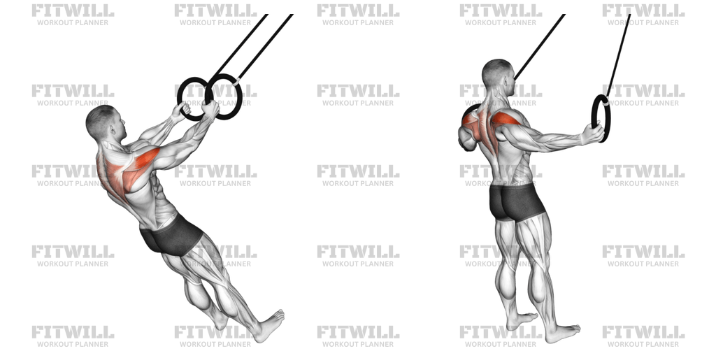 Ring Reverse Fly: Exercise Guide, Video, Techniques, Benefits, How to ...