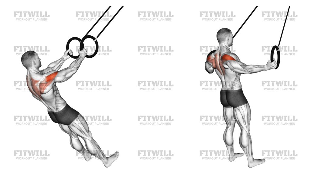 Ring Reverse Fly: Exercise Guide, Video, Techniques, Benefits, How to ...