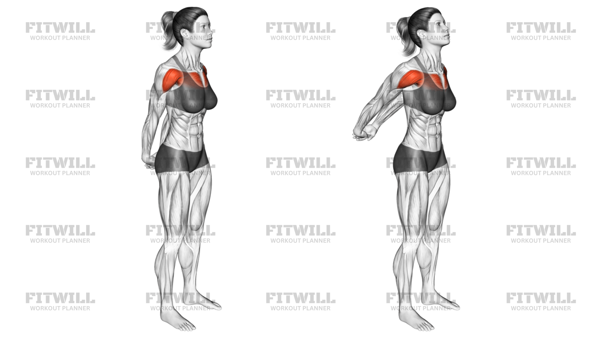 Chest Out Hands Behind (Hold): Exercise Guide, Video, Techniques ...