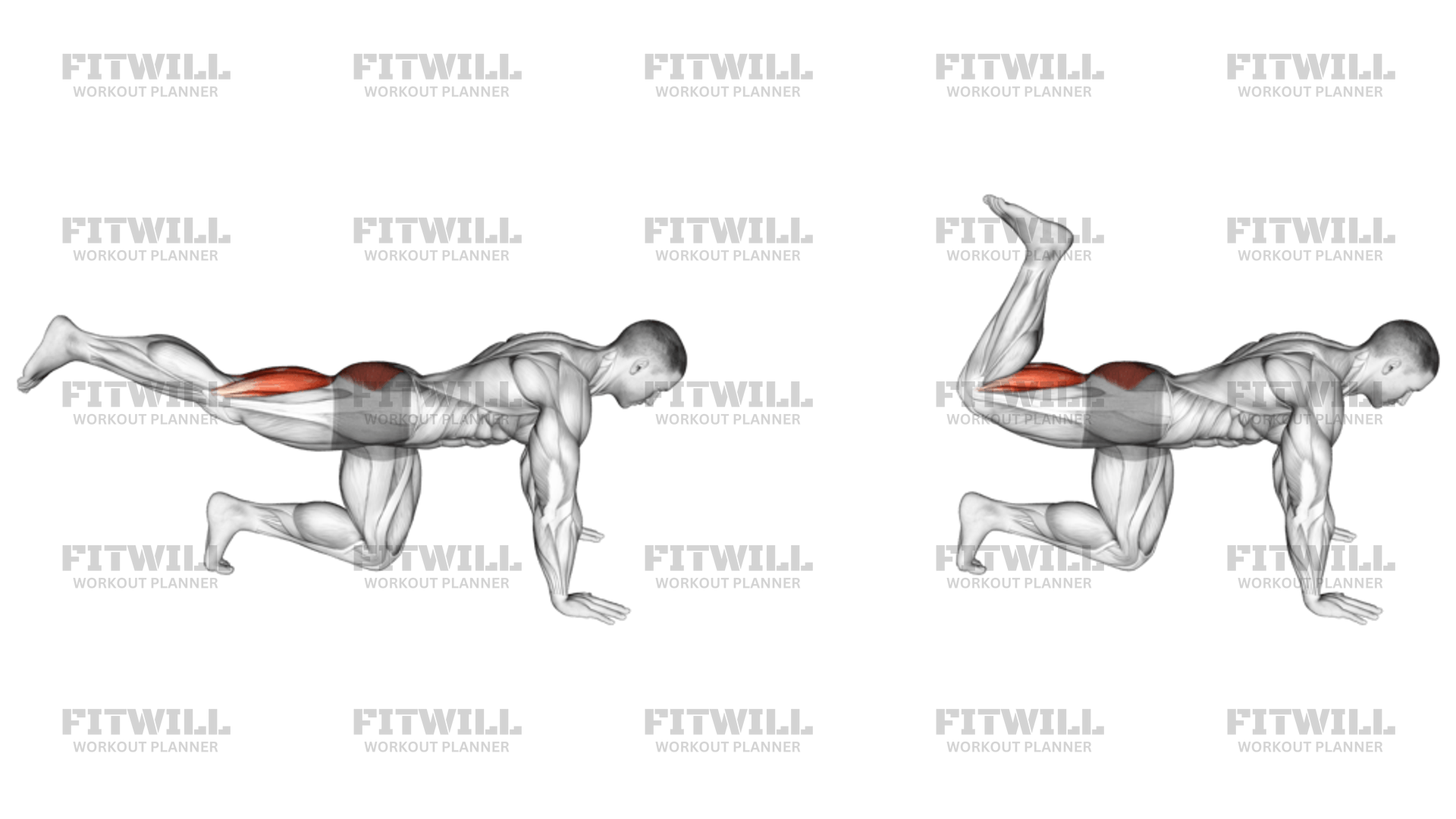 Quadruped Leg Curl: Exercise Guide, Video, Techniques, Benefits, How to ...