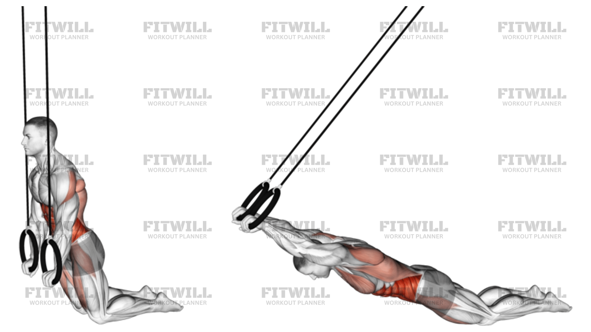 Ring Kneeling Ab RollOut: Exercise Guide, Video, Techniques, Benefits ...