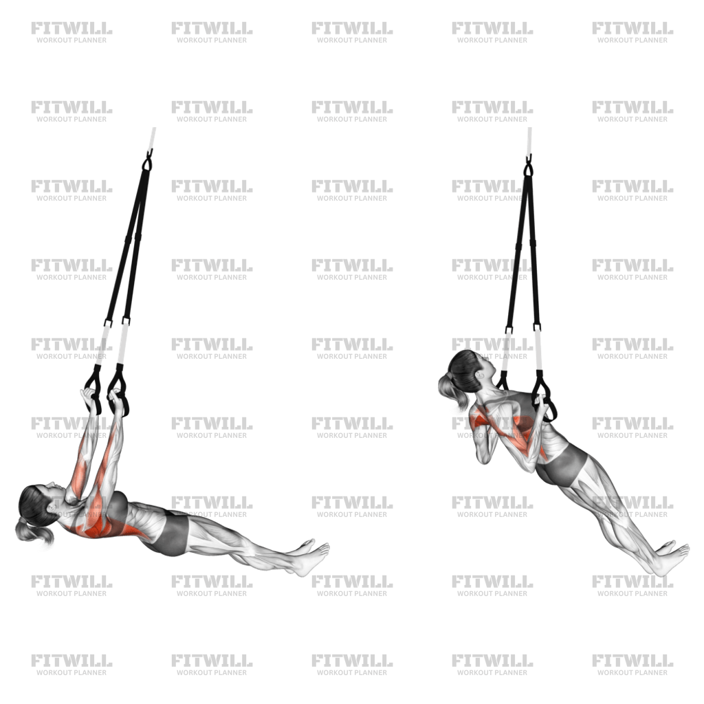 Suspension Underhand Grip Inverted Row: Exercise Guide, Techniques, Benefits, How to, Muscles ...