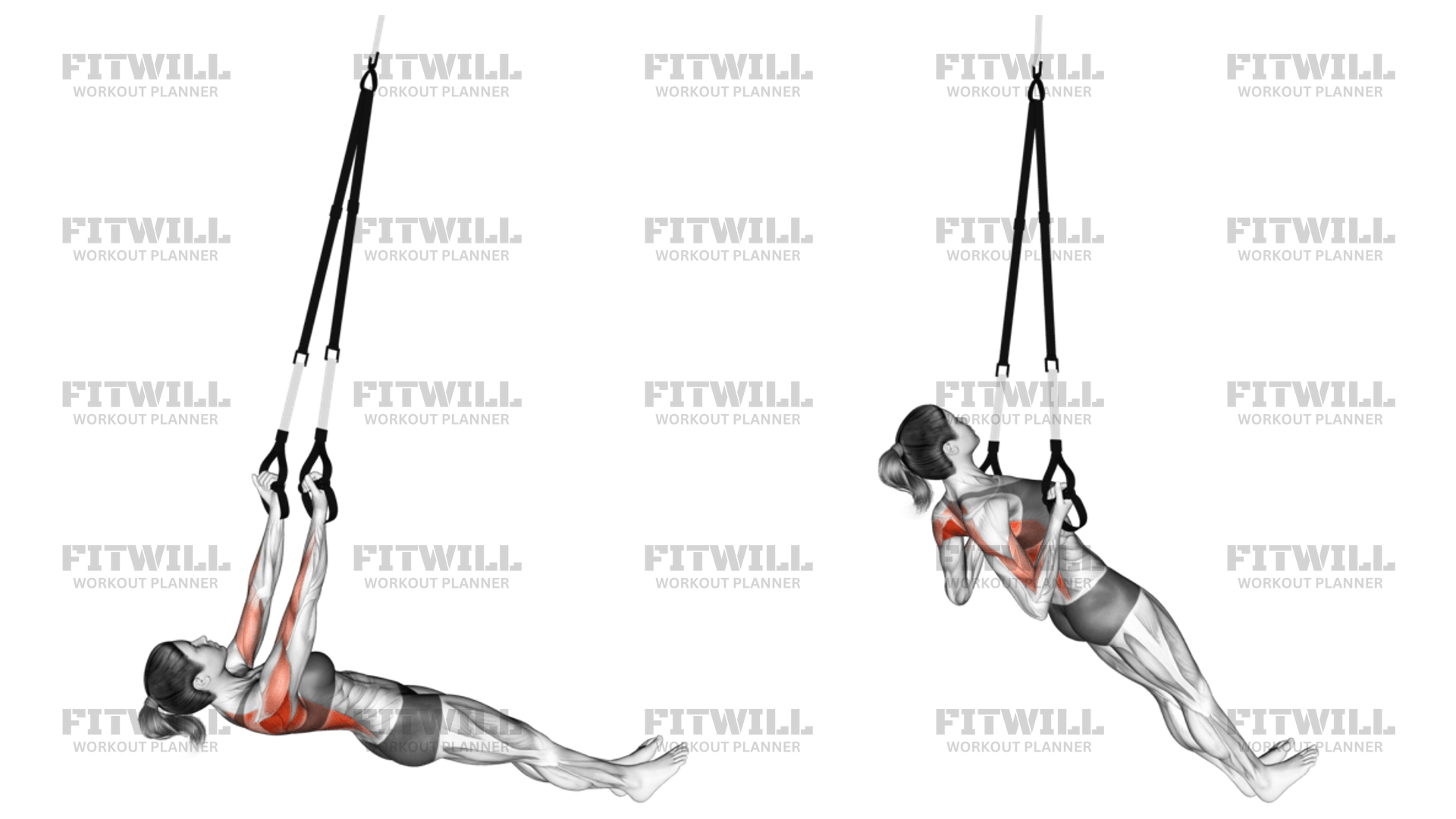 Suspension Underhand Grip Inverted Row: Exercise Guide, Techniques ...