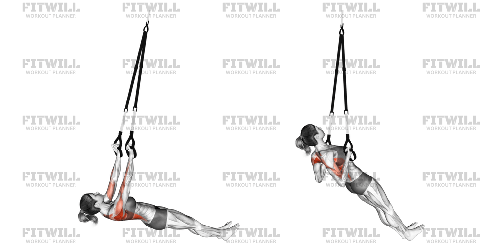 Suspension Underhand Grip Inverted Row: Exercise Guide, Techniques ...