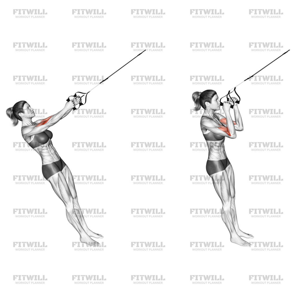 Suspension Hammer Curl: Exercise Guide, Techniques, Benefits, How to ...