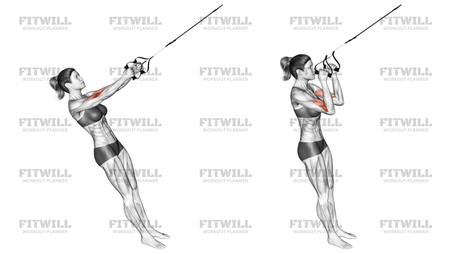 Suspension Hammer Curl: Exercise Guide, Techniques, Benefits, How to ...