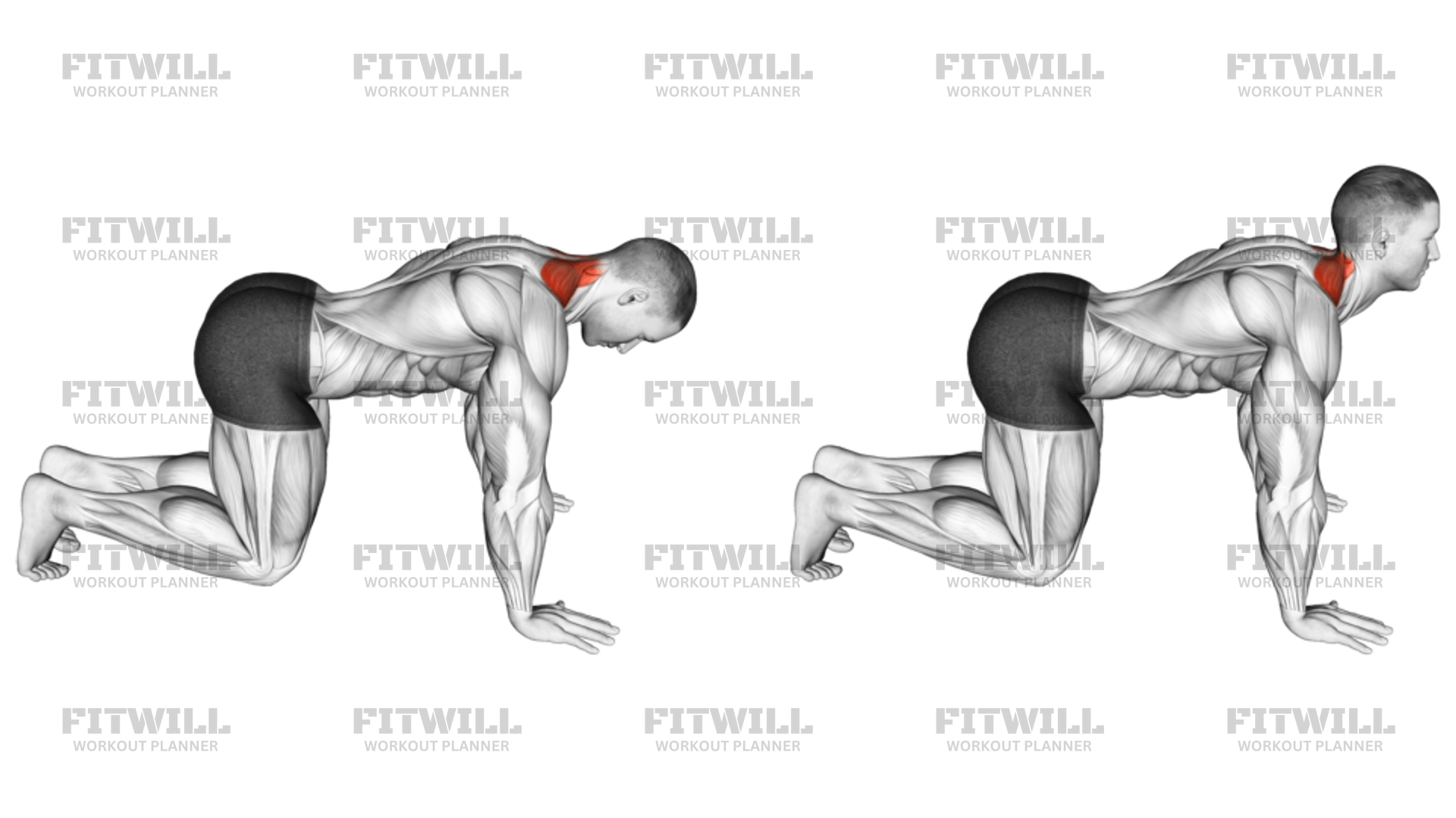 Kneeling Neck Stretch: Exercise Guide, Video, Techniques, Benefits, How ...