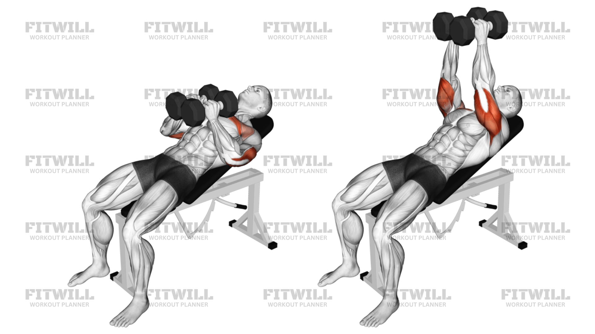 Press De Squeeze Con Mancuernas En Banco Inclinado: Guía de Ejercicios ...