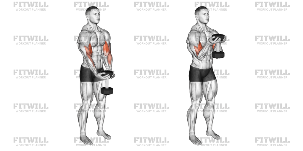 Dumbbell Waiter Biceps Curl: Exercise Guide, Video, Techniques ...