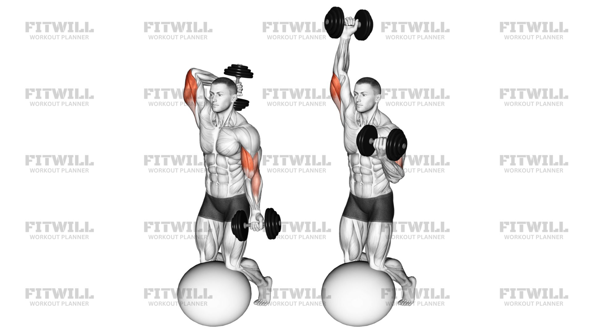 Dumbbell Biceps Curl With Overhead Extension On Stability Ball ...