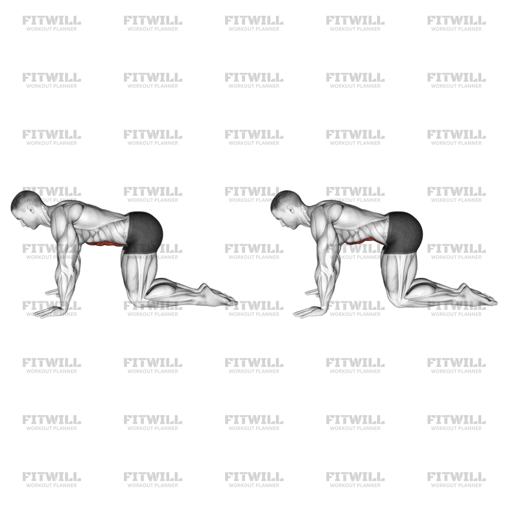 Kneeling Abdominal Draw In: Exercise Guide, Video, Techniques, Benefits ...