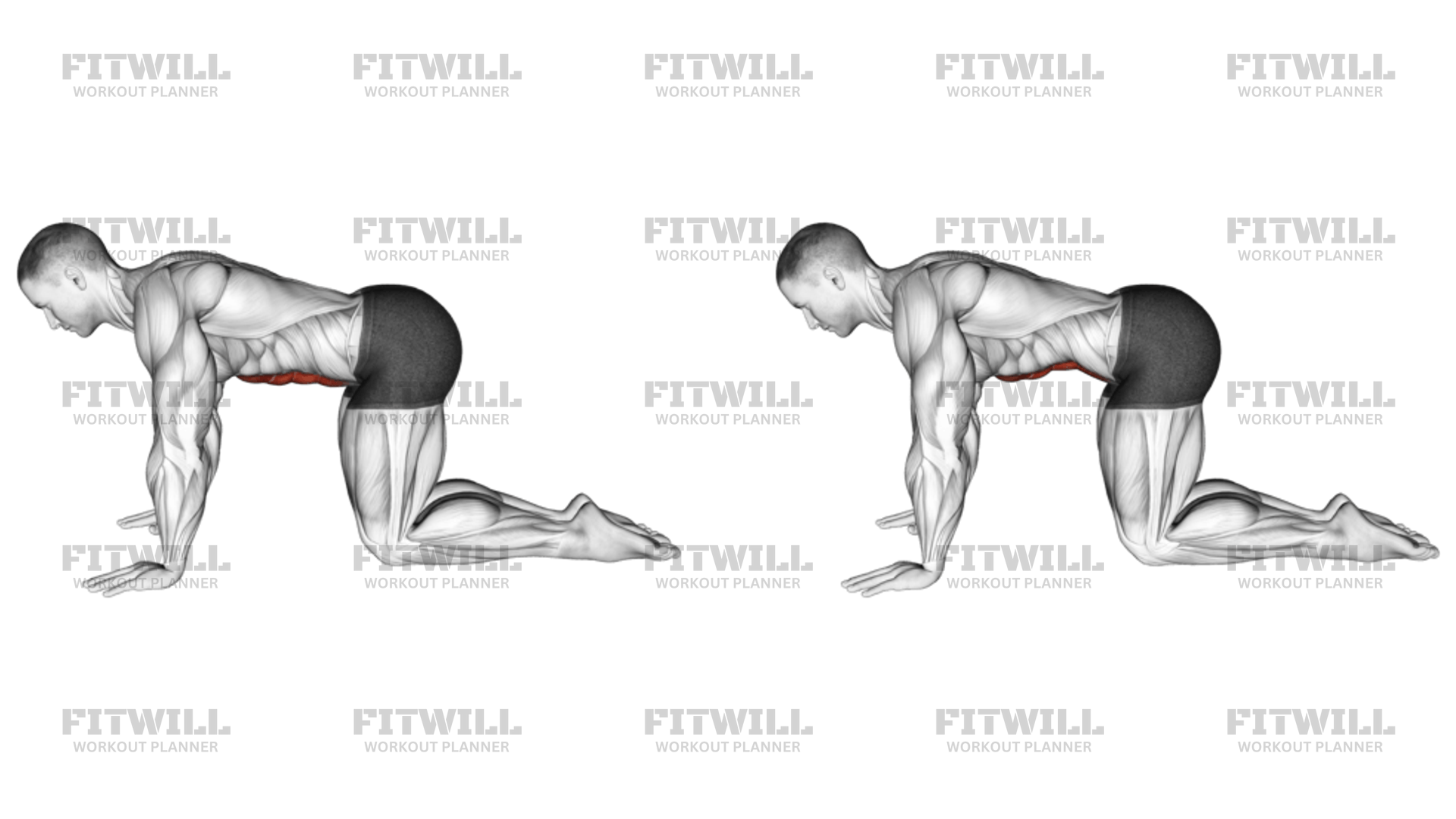 Kneeling Abdominal Draw In: Exercise Guide, Video, Techniques, Benefits ...