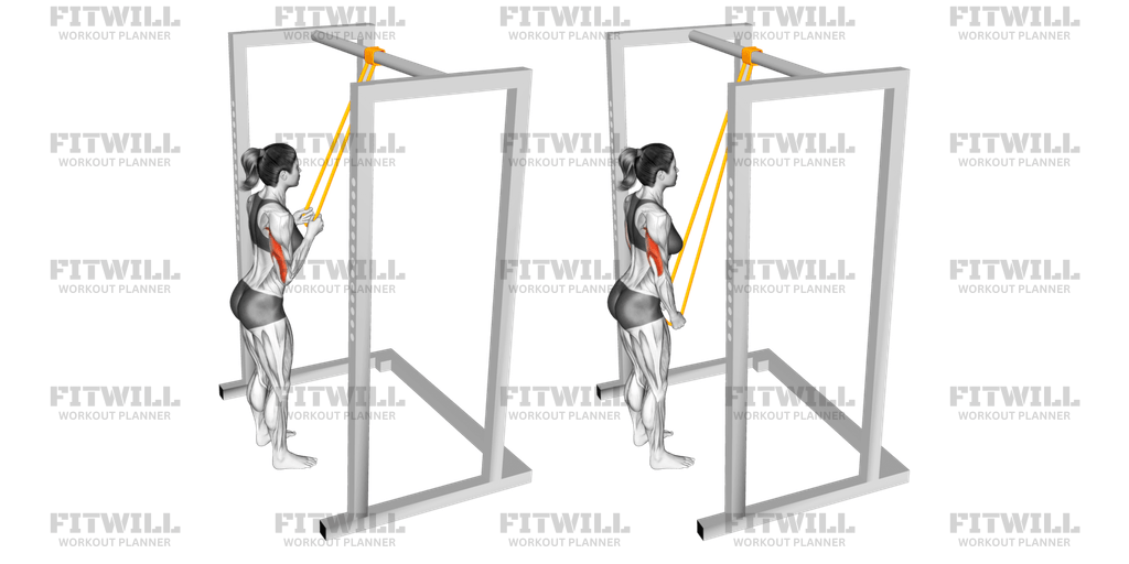 Resistance Band Triceps Pushdown: Exercise Guide, Video, Techniques ...