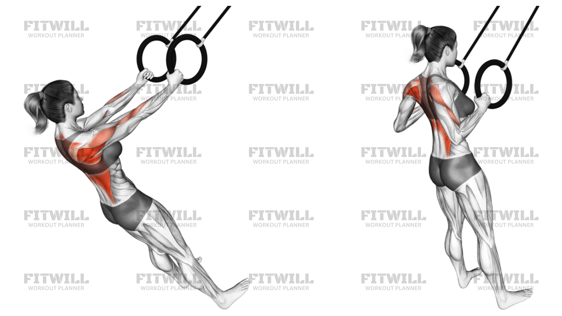 Ring High Row: Exercise Guide, Video, Techniques, Benefits, How to ...