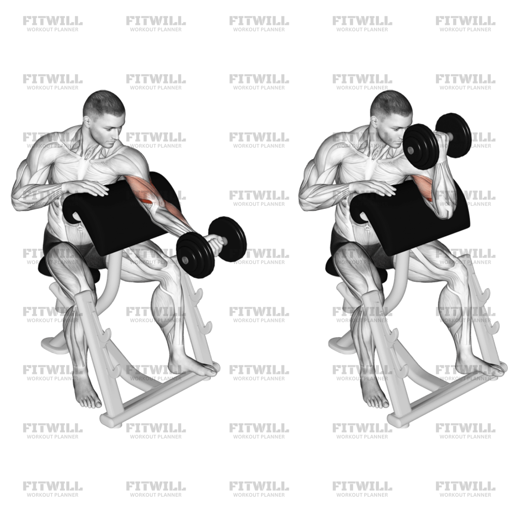 Curl De Bíceps Con Mancuerna En Banco Scott (Torso Girado): Guía de ...