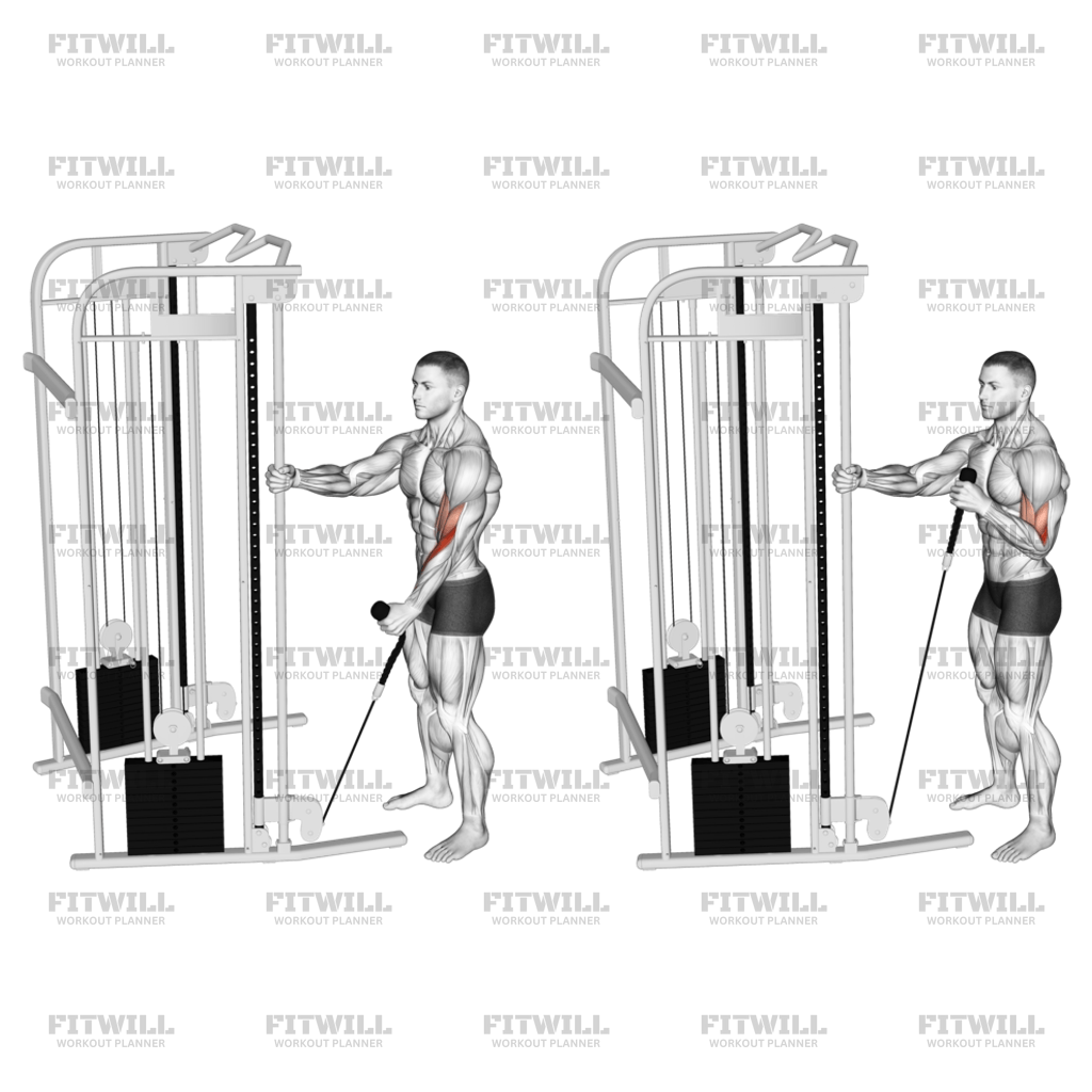 Cable Standing One Arm Hammer Curl With Rope Attachment: Exercise Guide ...