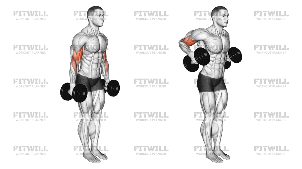 Dumbbell Standing Drag Curl (VERSION 2): Exercise Guide, Video ...