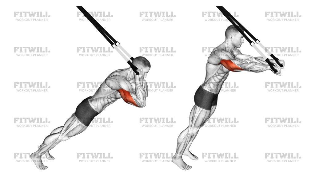 Extensión De Tríceps En Suspensión: Guía de Ejercicios, Video, Técnicas ...