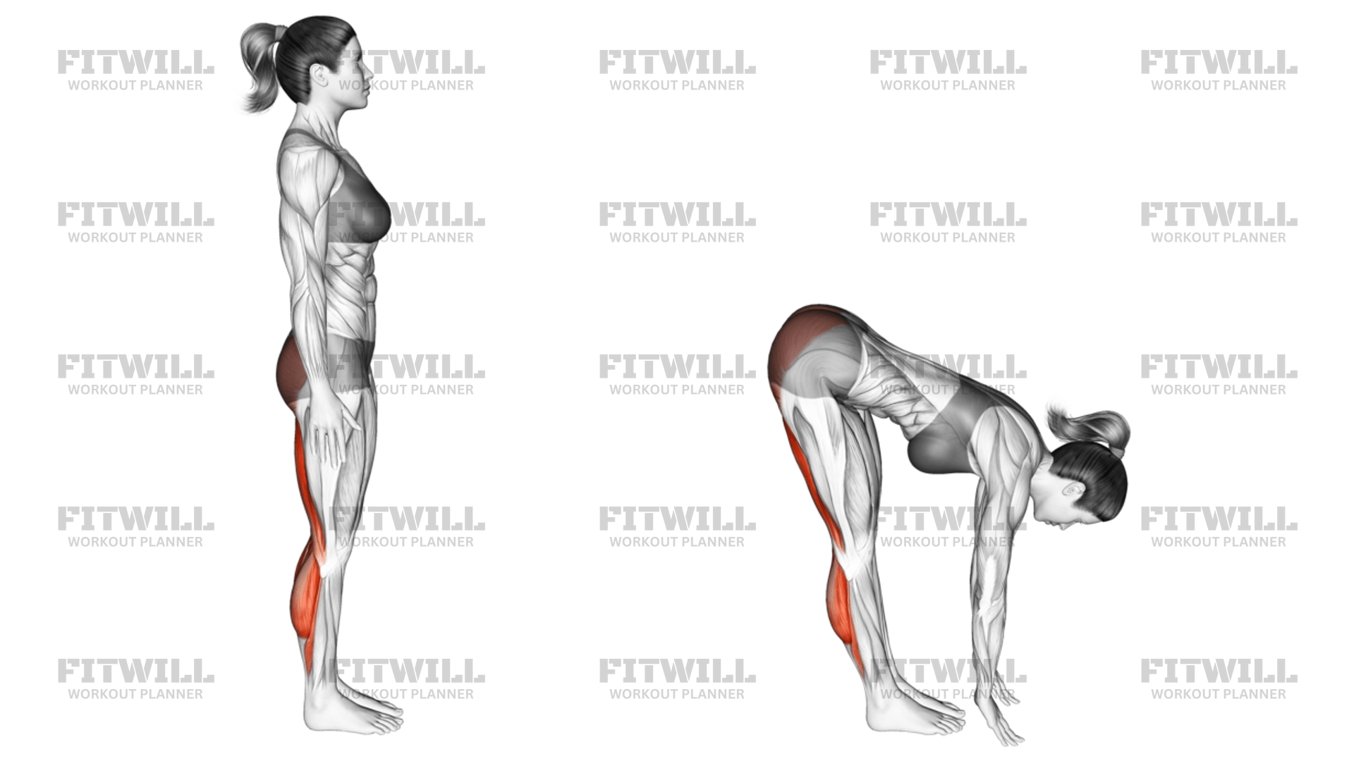 Flexión Parcial De Pie: Guía de Ejercicios, Video, Técnicas, Beneficios ...