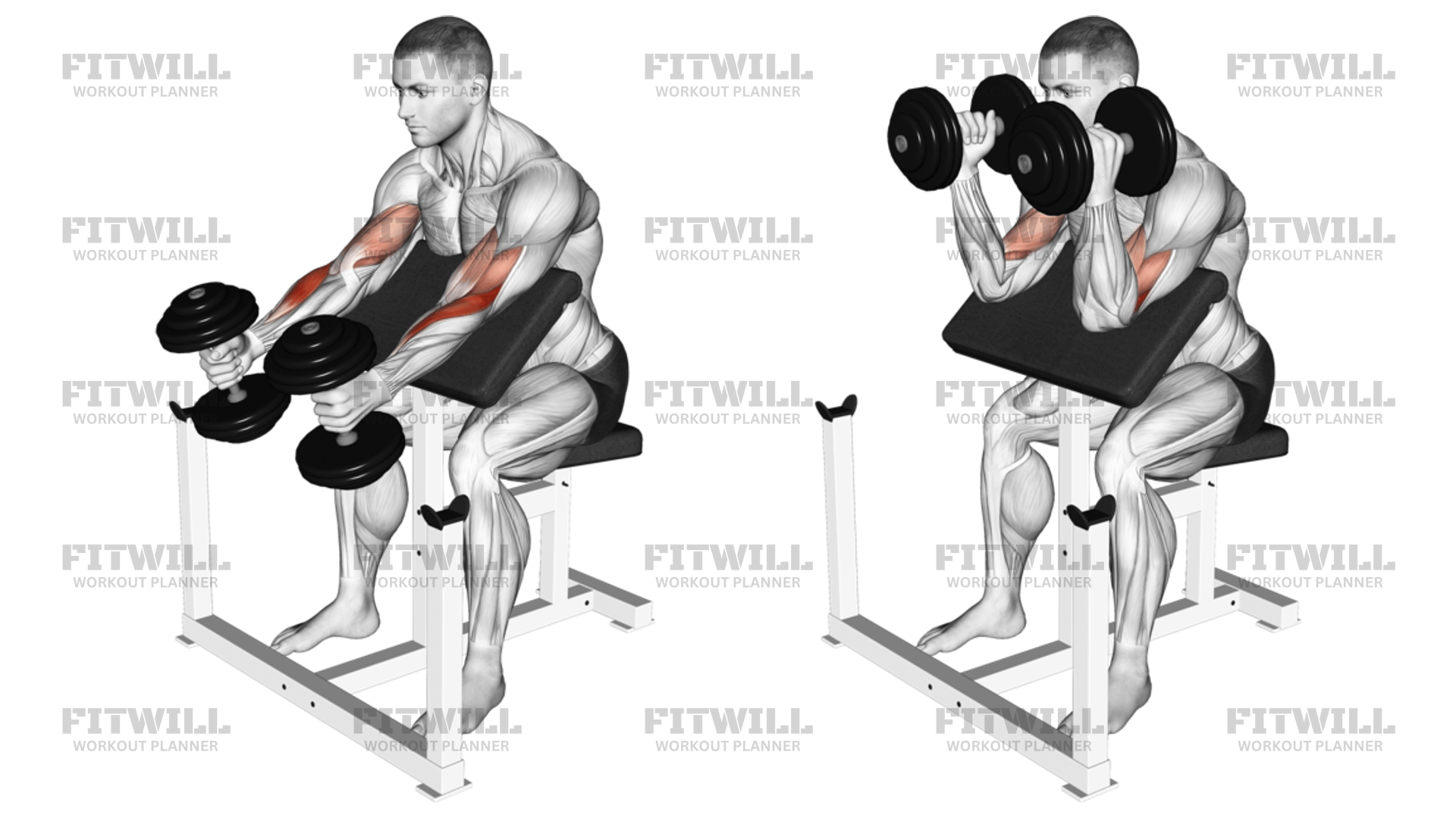 Dumbbell Hammer Preacher Curl: Exercise Guide, Video, Techniques ...