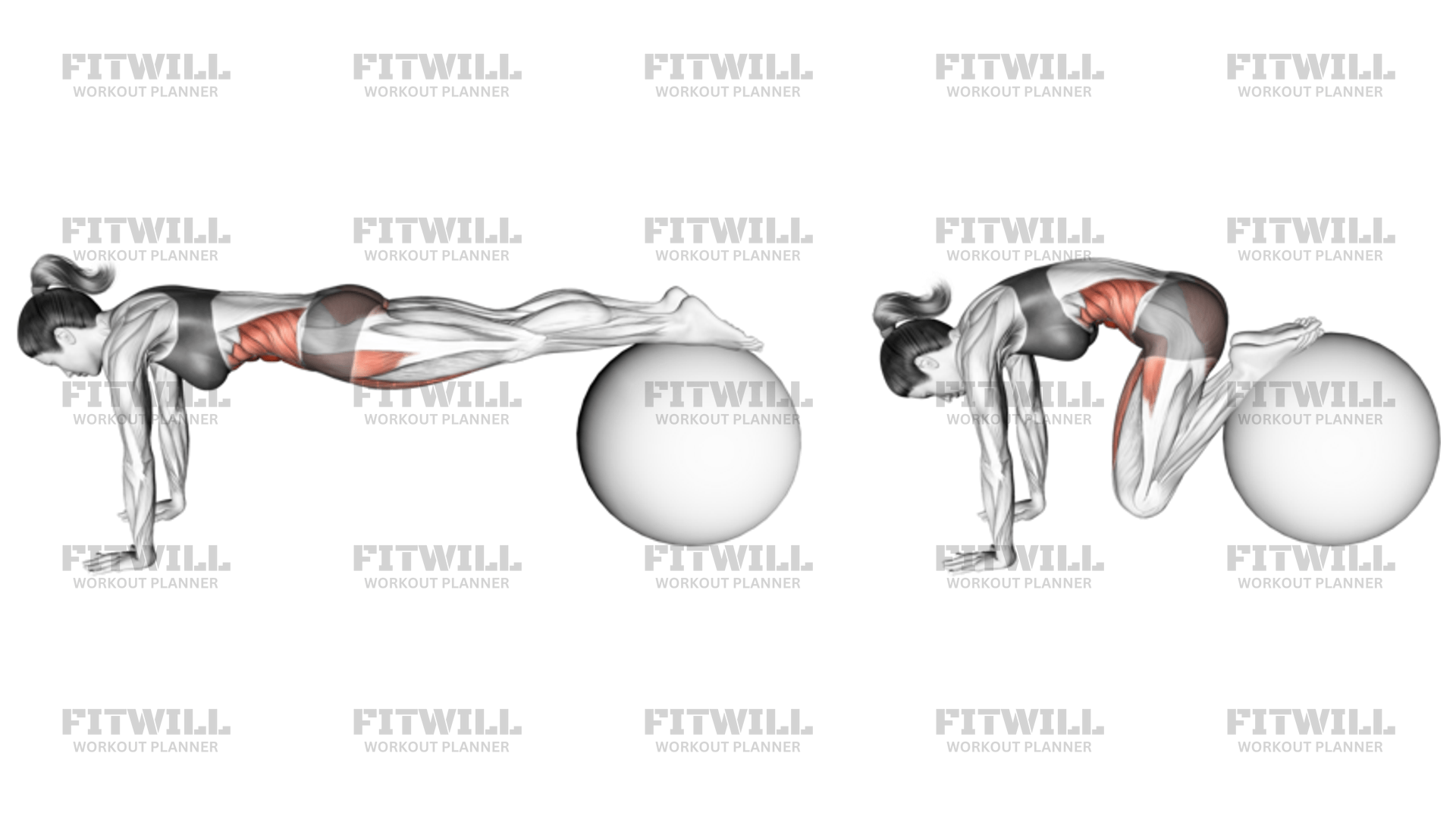Flexión Del Tronco (sobre Balón De Estabilidad): Guía de Ejercicios, Video, Técnicas, Beneficios ...