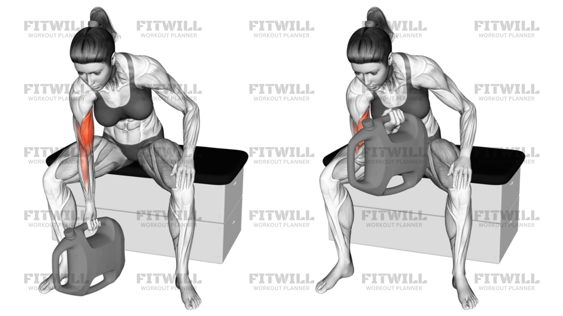 Bottle Weighted Concentration Curl: Exercise Guide, Video, Techniques ...