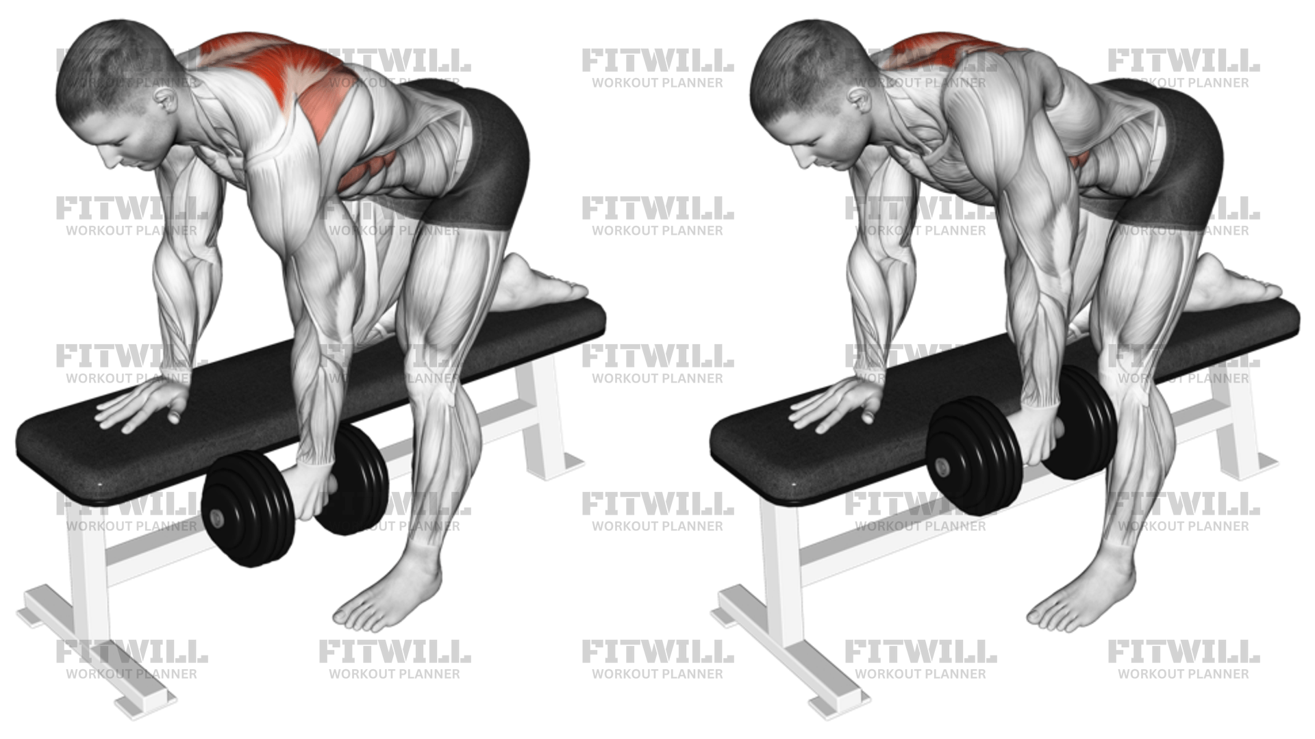 Dumbbell Bent-Over Scapula Row: Exercise Guide, Video, Techniques ...
