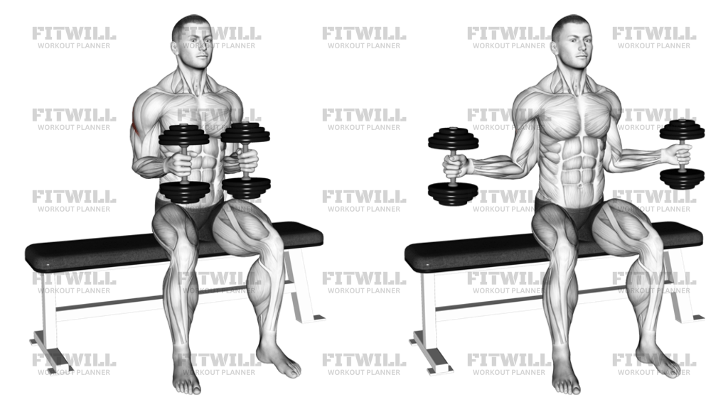 Rotação Externa Sentado Com Halteres: Guia de Exercícios, Vídeo ...