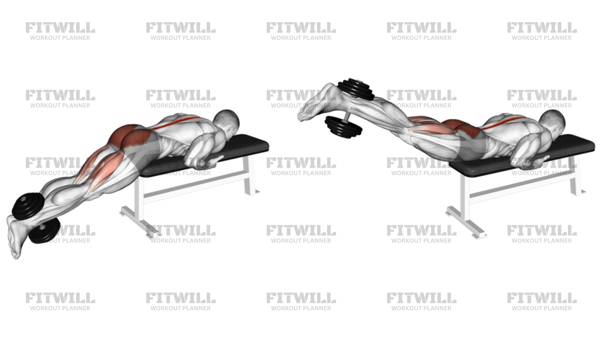 Dumbbell Reverse Hyperextension On Bench: Exercise Guide, Video ...