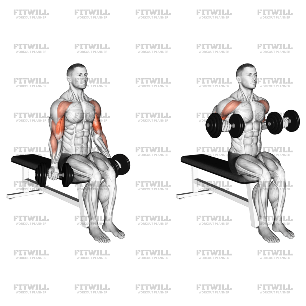 Dumbbell Seated Drag Curl: Exercise Guide, Video, Techniques, Benefits ...