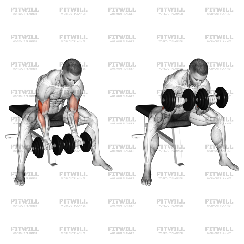 Rosca Concentrada Dupla Sentada Com Halteres: Guia de Exercícios, Vídeo ...