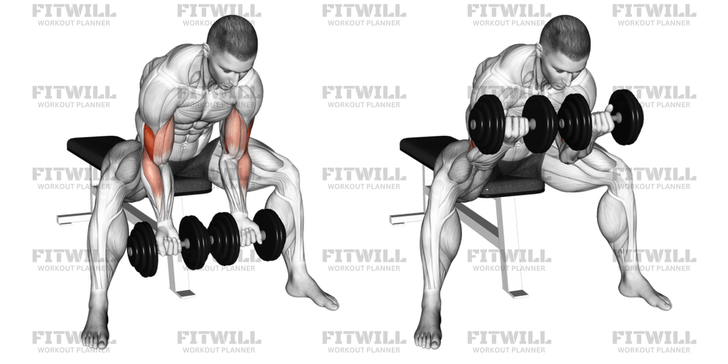 Dumbbell Seated Double Concentration Curl: Exercise Guide, Video ...