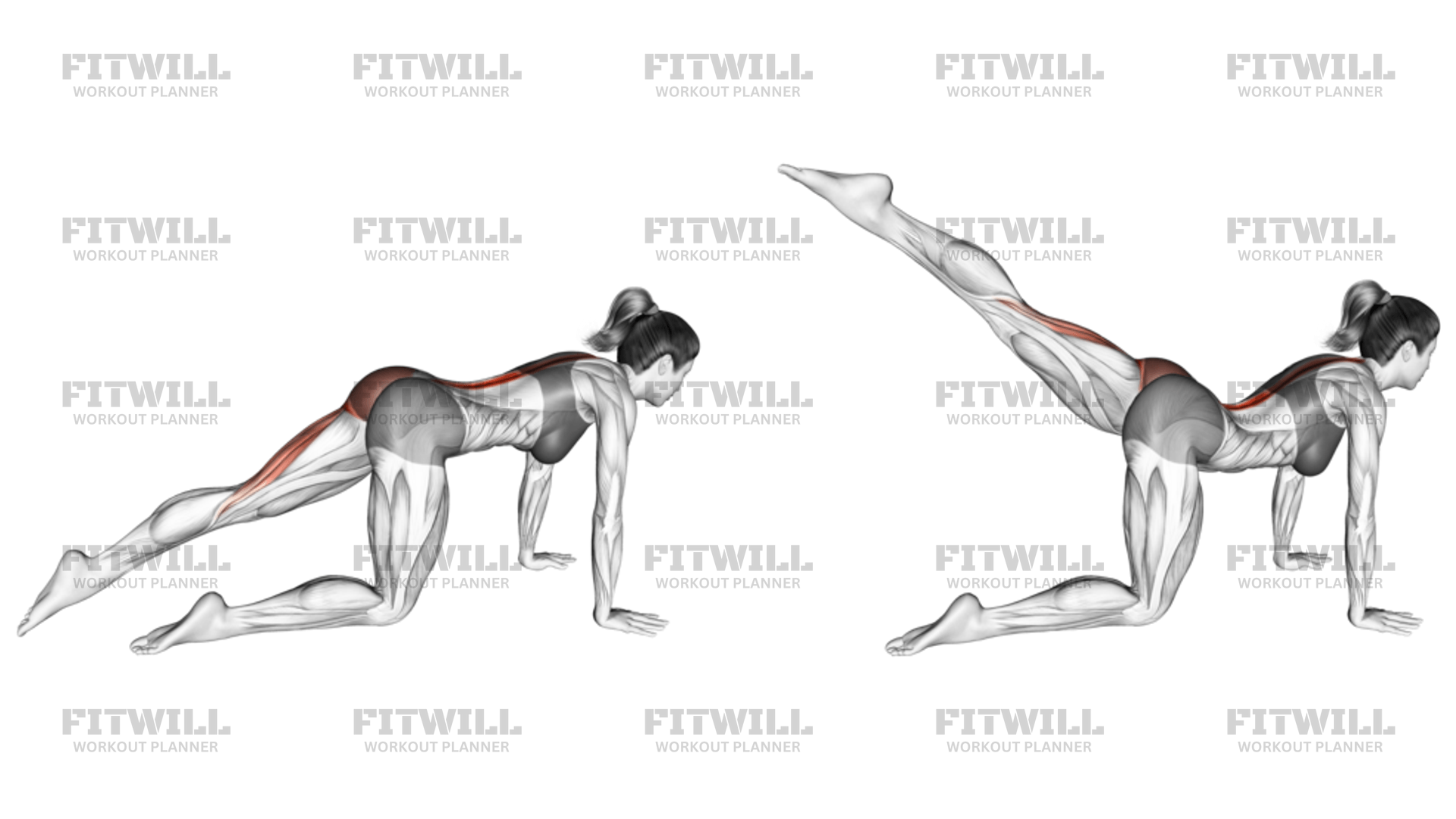 Kneeling Straight Leg Kickback (VERSION 2) (left): Exercise Guide ...