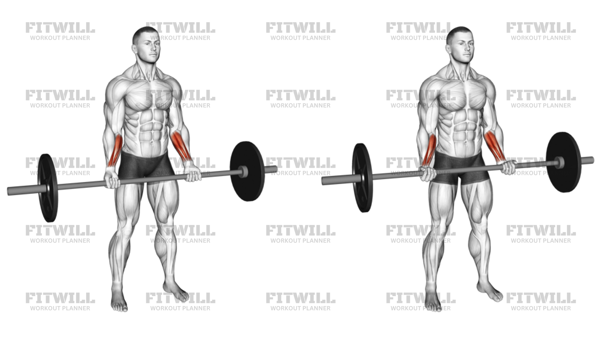 Barbell Standing Wrist Curl: Exercise Guide, Video, Techniques ...