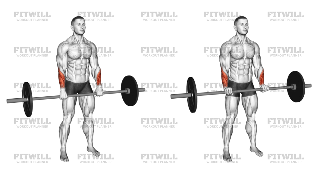 Barbell Standing Wrist Reverse Curl: Exercise Guide, Video, Techniques ...