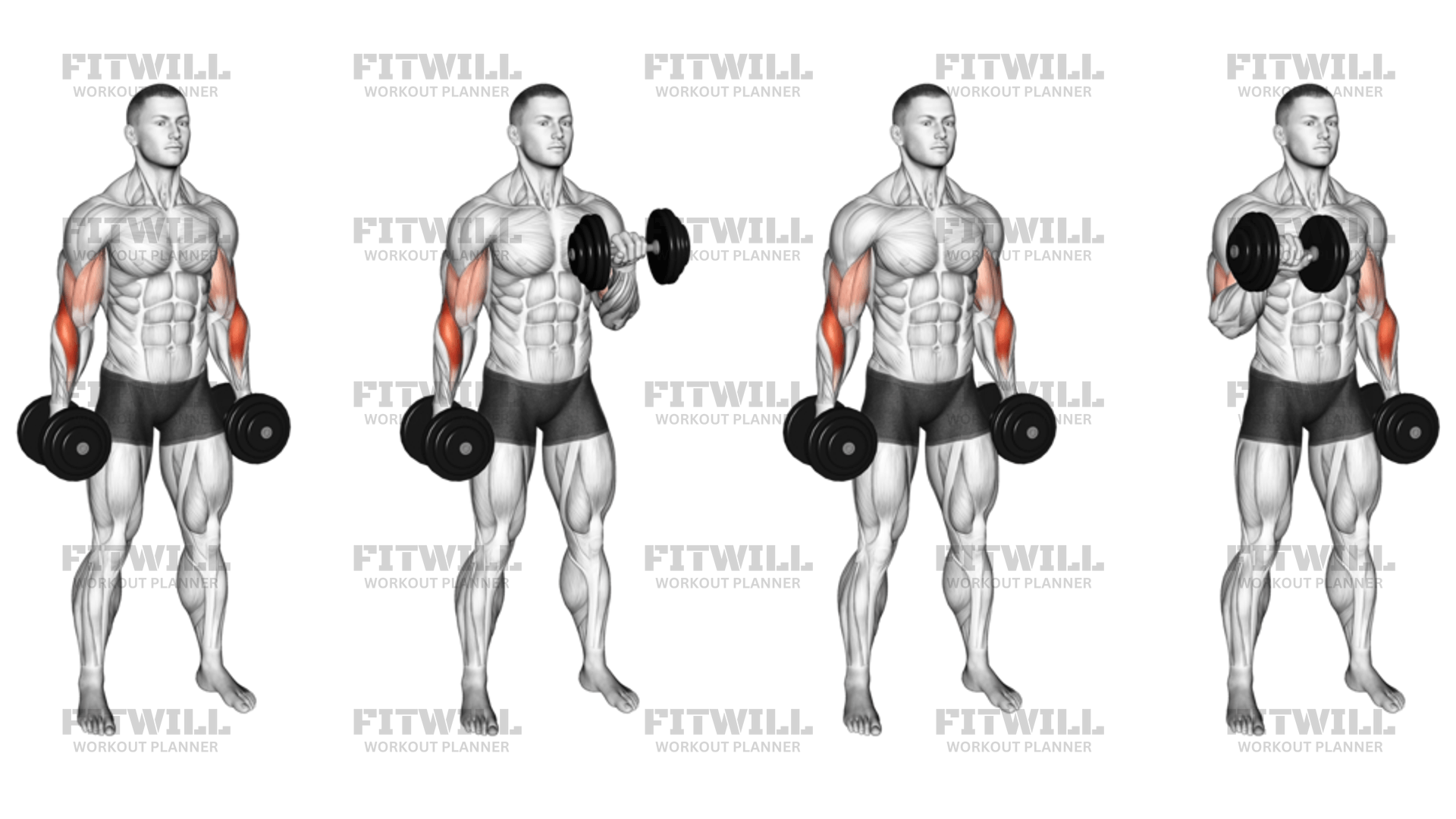 Dumbbell Standing Alternate Reverse Curl: Exercise Guide, Video ...