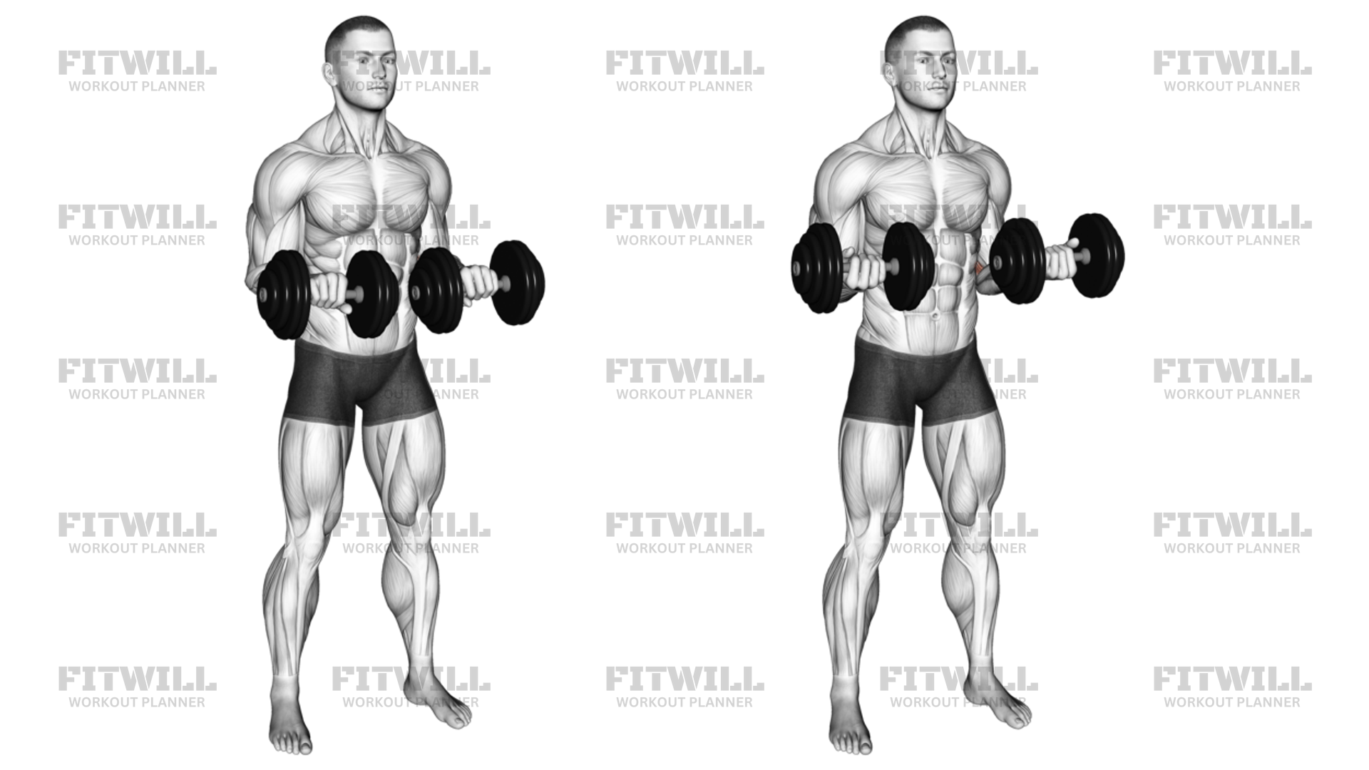 Dumbbell Standing Arms Rotate: Exercise Guide, Video, Techniques ...