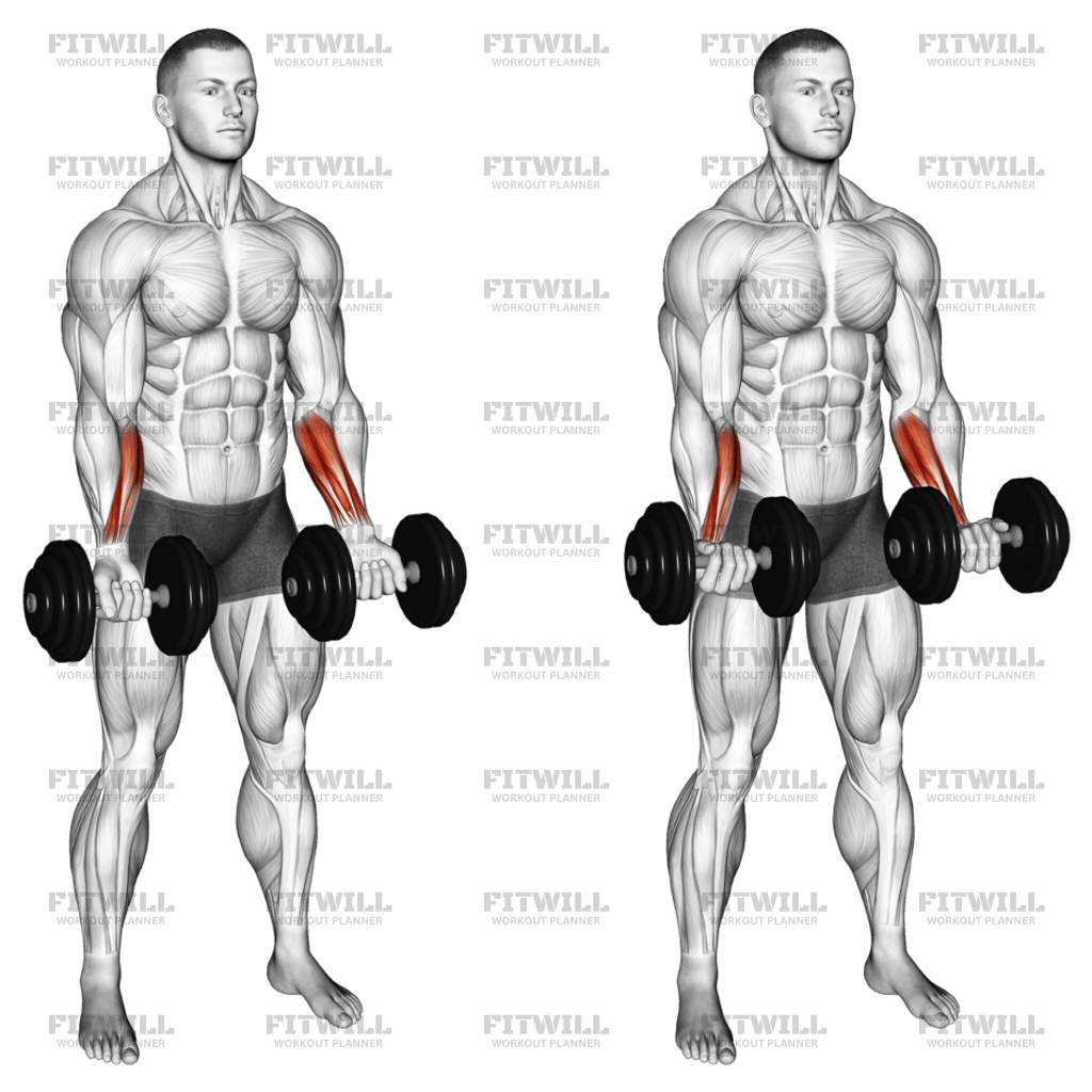 Dumbbell Standing Wrist Curl: Exercise Guide, Video, Techniques ...