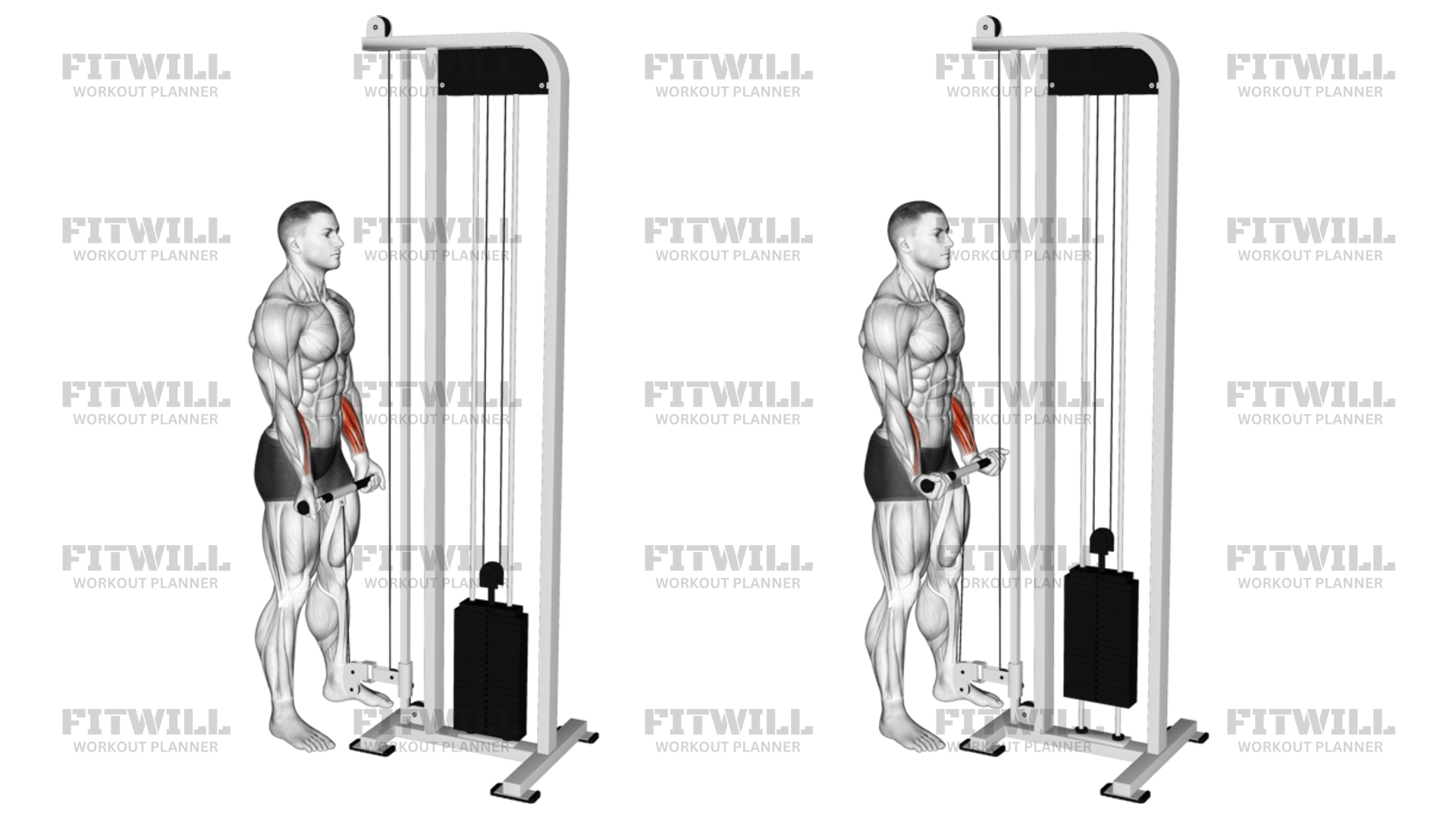 Curl Da In Piedi Con Cavo Per Polsi: Guida all'Esercizio, Video ...