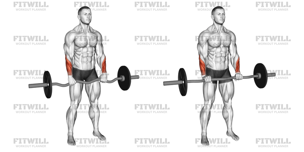 EZ Barbell Standing Wrist Reverse Curl: Exercise Guide, Video ...
